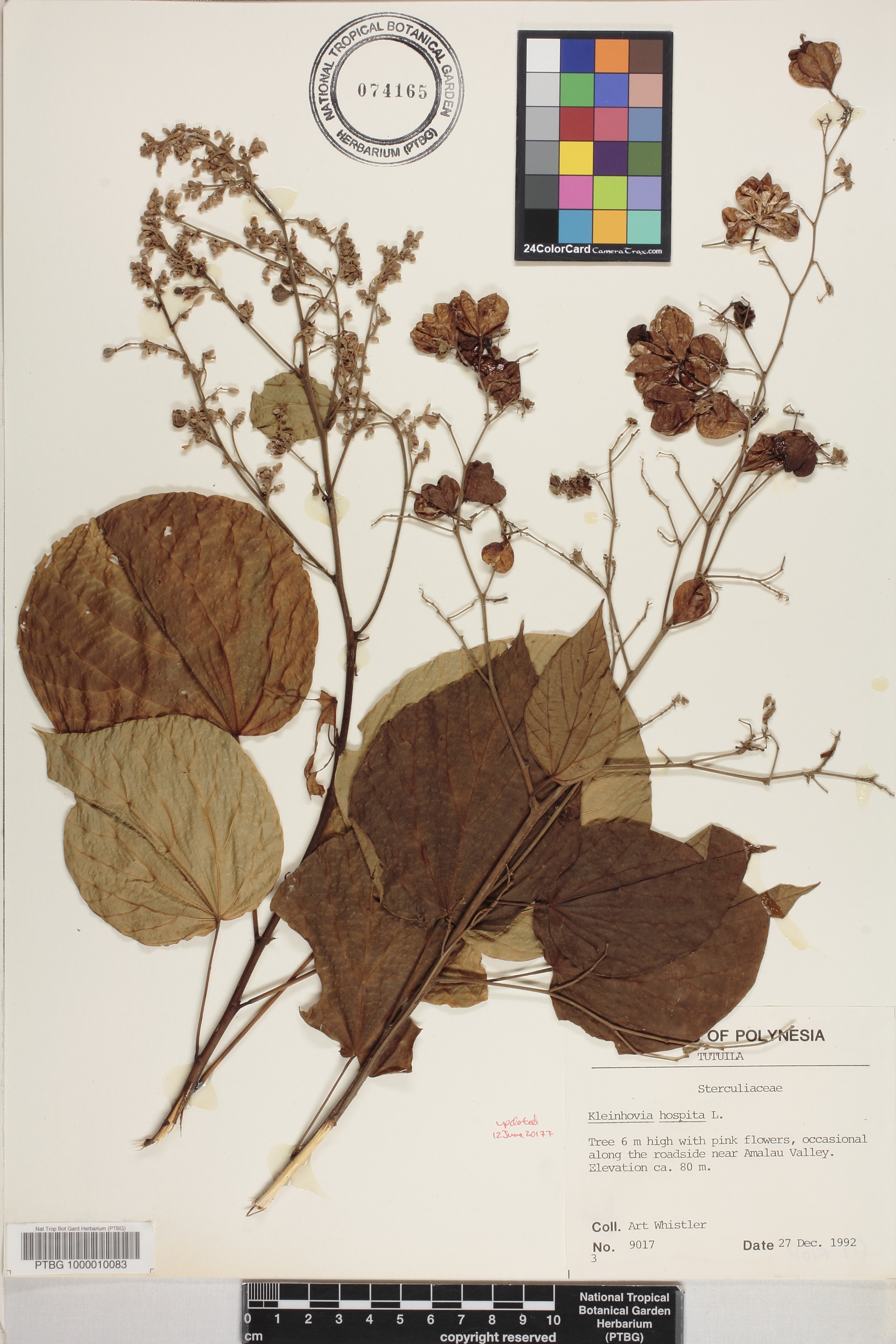 Herbarium Search Engine - Sheet Detail - Kleinhovia hospita - NTBG Database