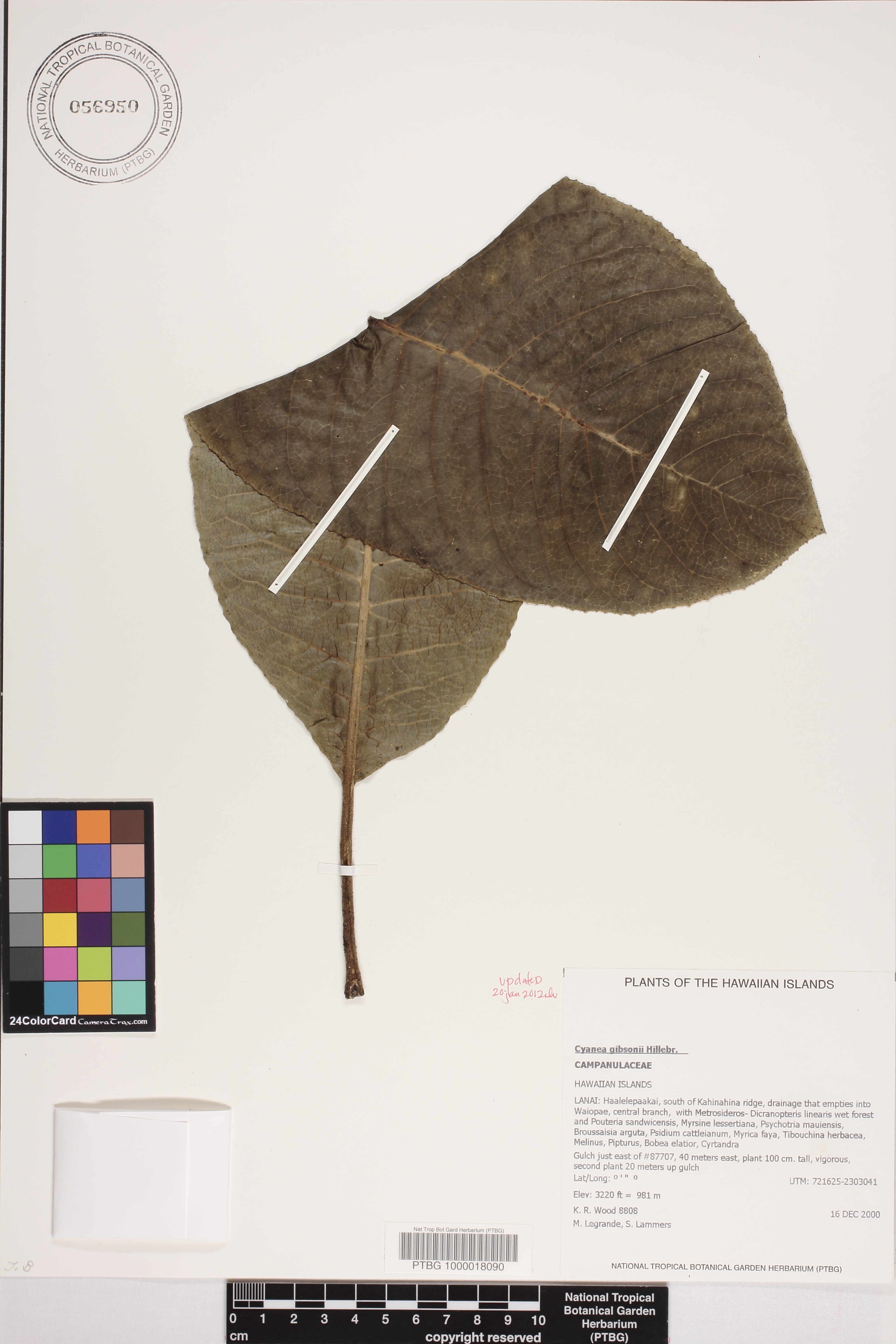Herbarium Search Engine - Sheet Detail - Cyanea gibsonii - NTBG Database