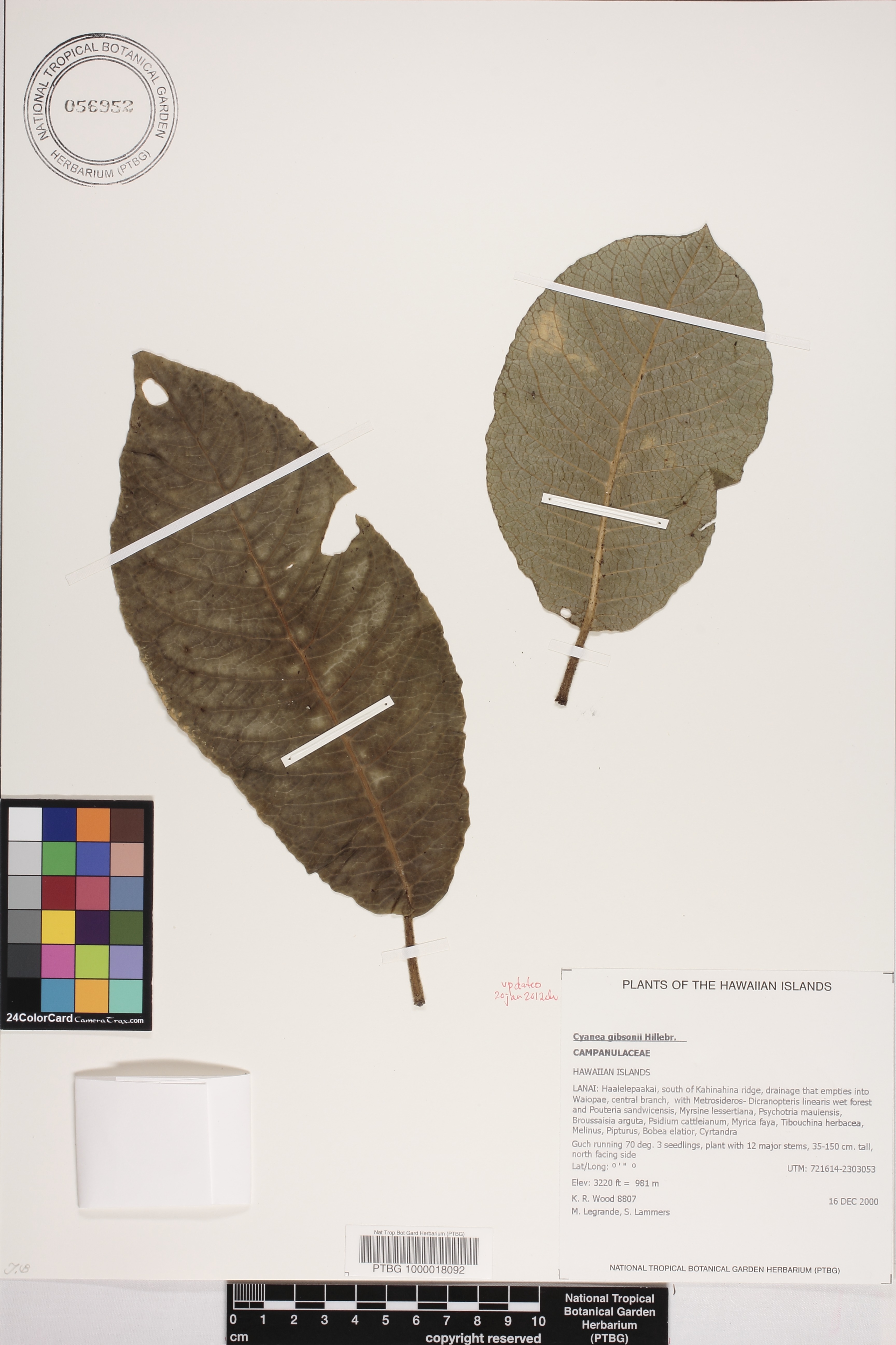 Herbarium Search Engine - Sheet Detail - Cyanea gibsonii - NTBG Database