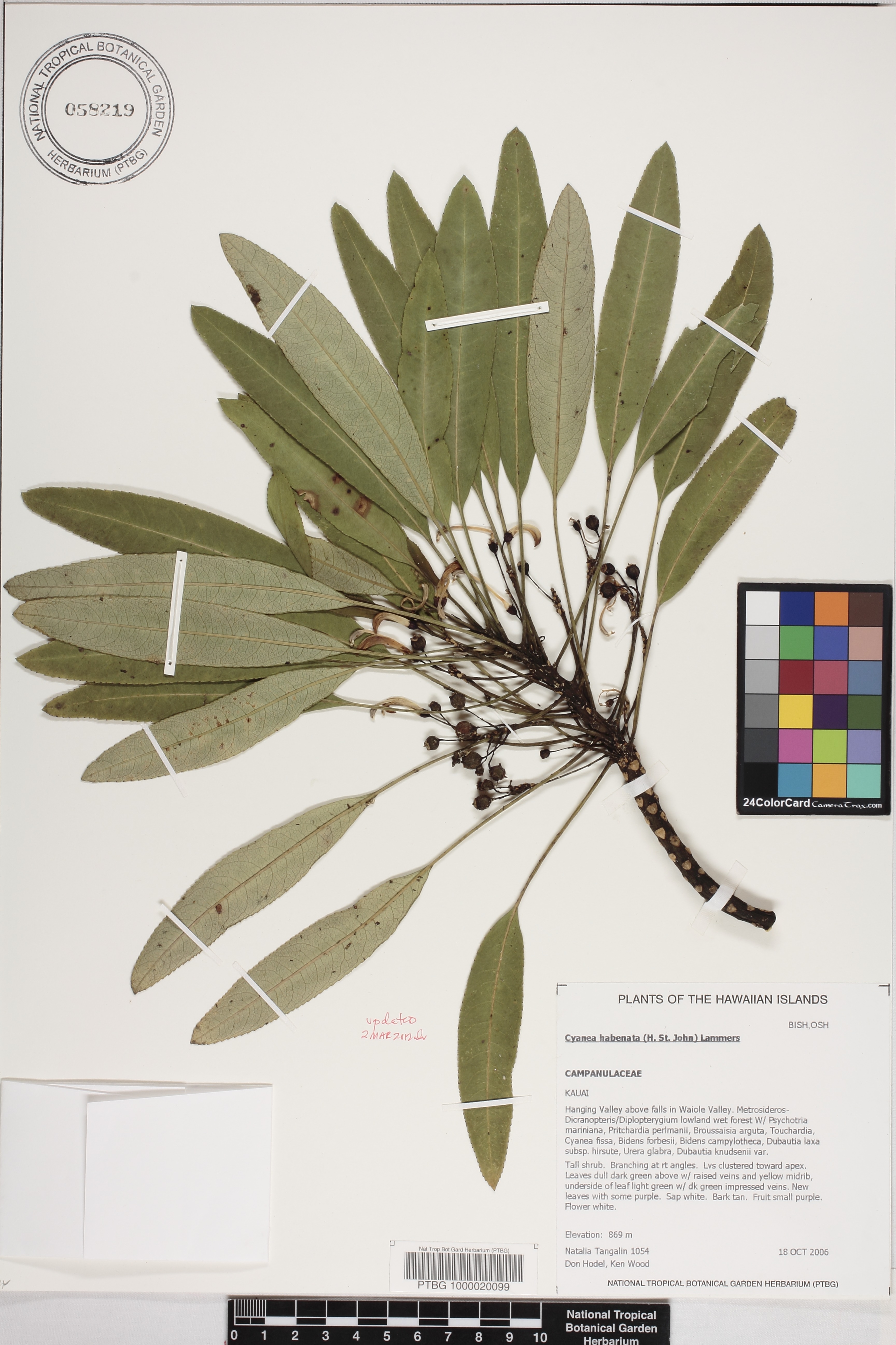 National Tropical Botanical Garden | Herbarium Search Engine - Sheet ...