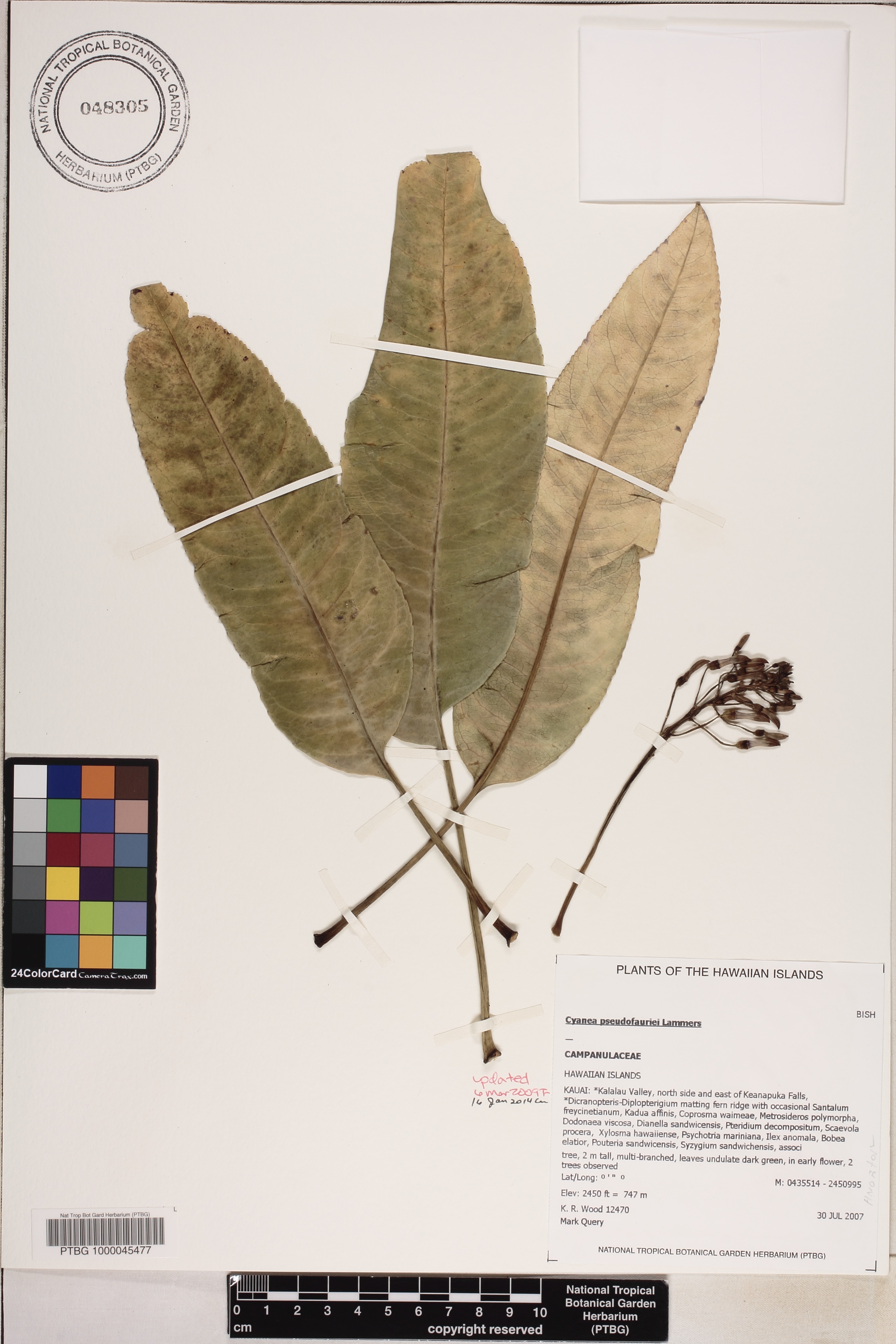 National Tropical Botanical Garden | Herbarium Search Engine - Sheet ...