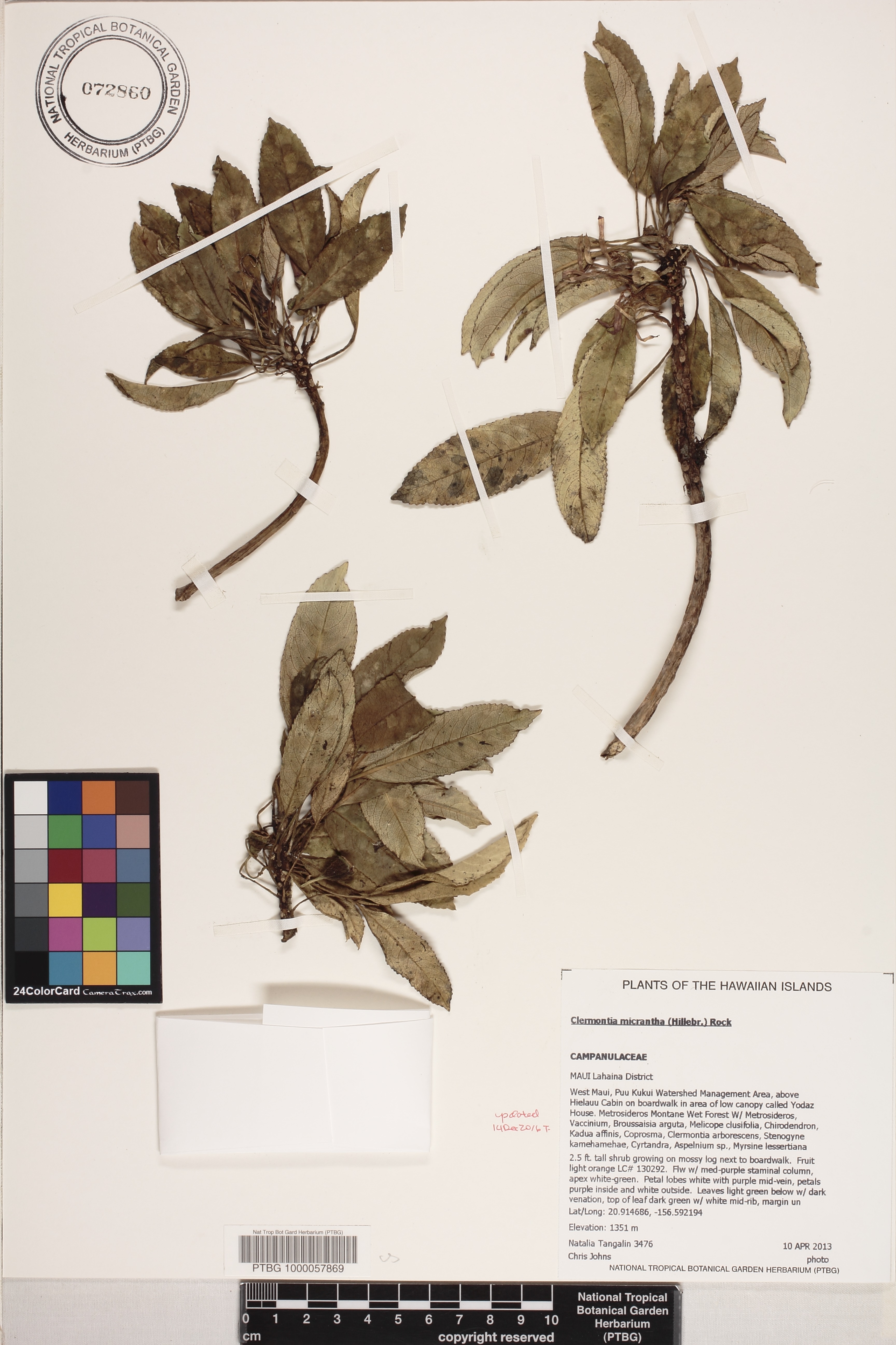 National Tropical Botanical Garden | Herbarium Search Engine - Sheet Detail - Clermontia micrantha